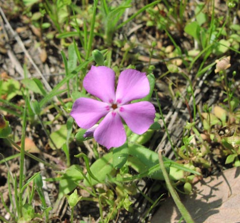 Phlox cuspidata